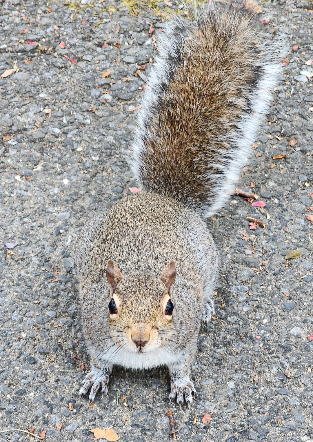 Look at this perfect specimen | Scrolller