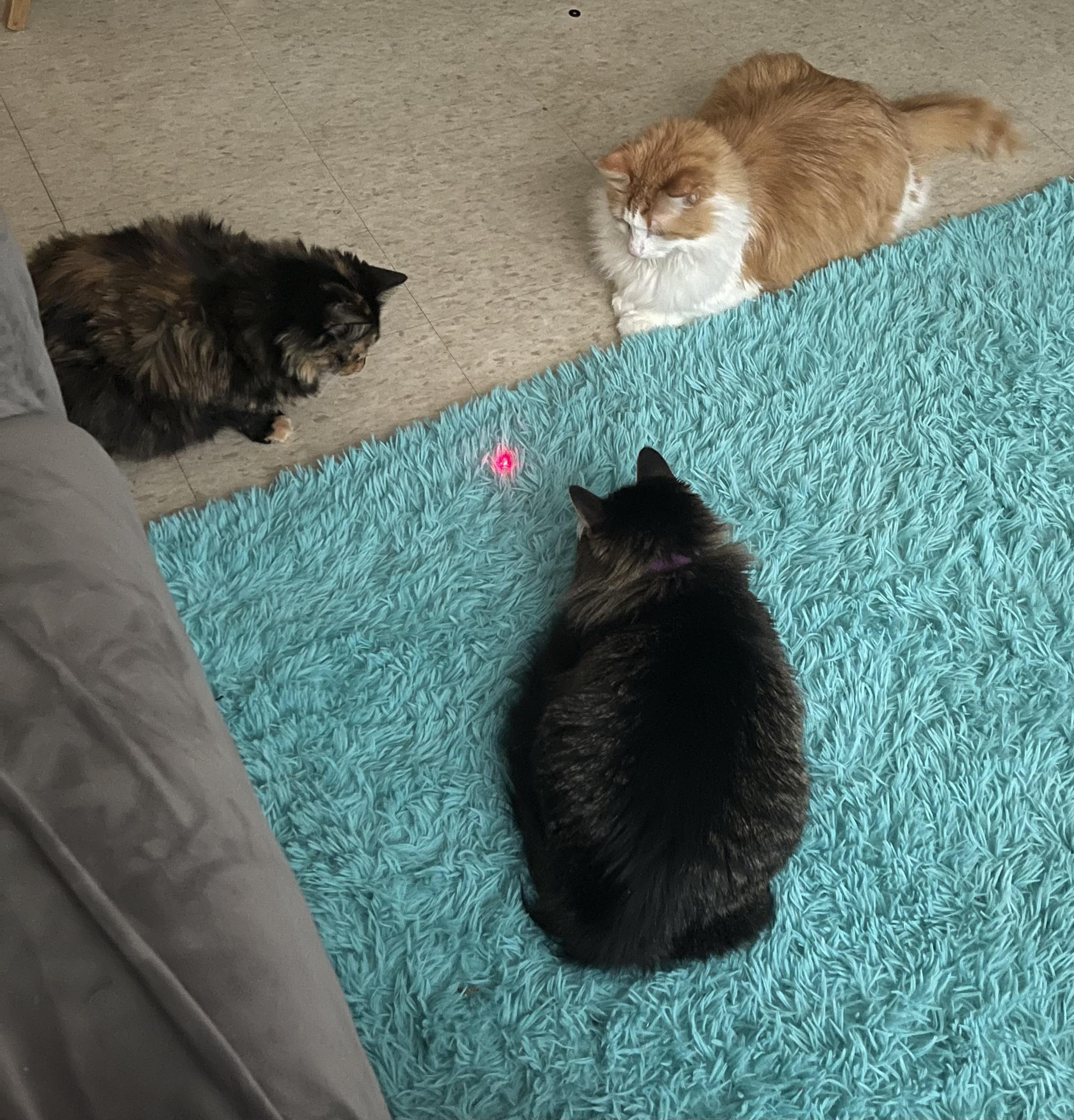 All Hails the Reds Dot!! | Scrolller