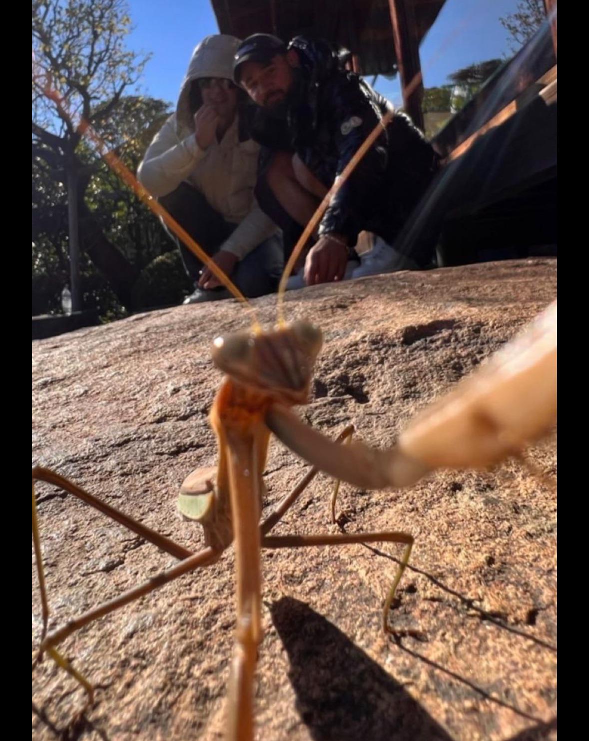 First time seeing this creatures, what are they called? | Scrolller