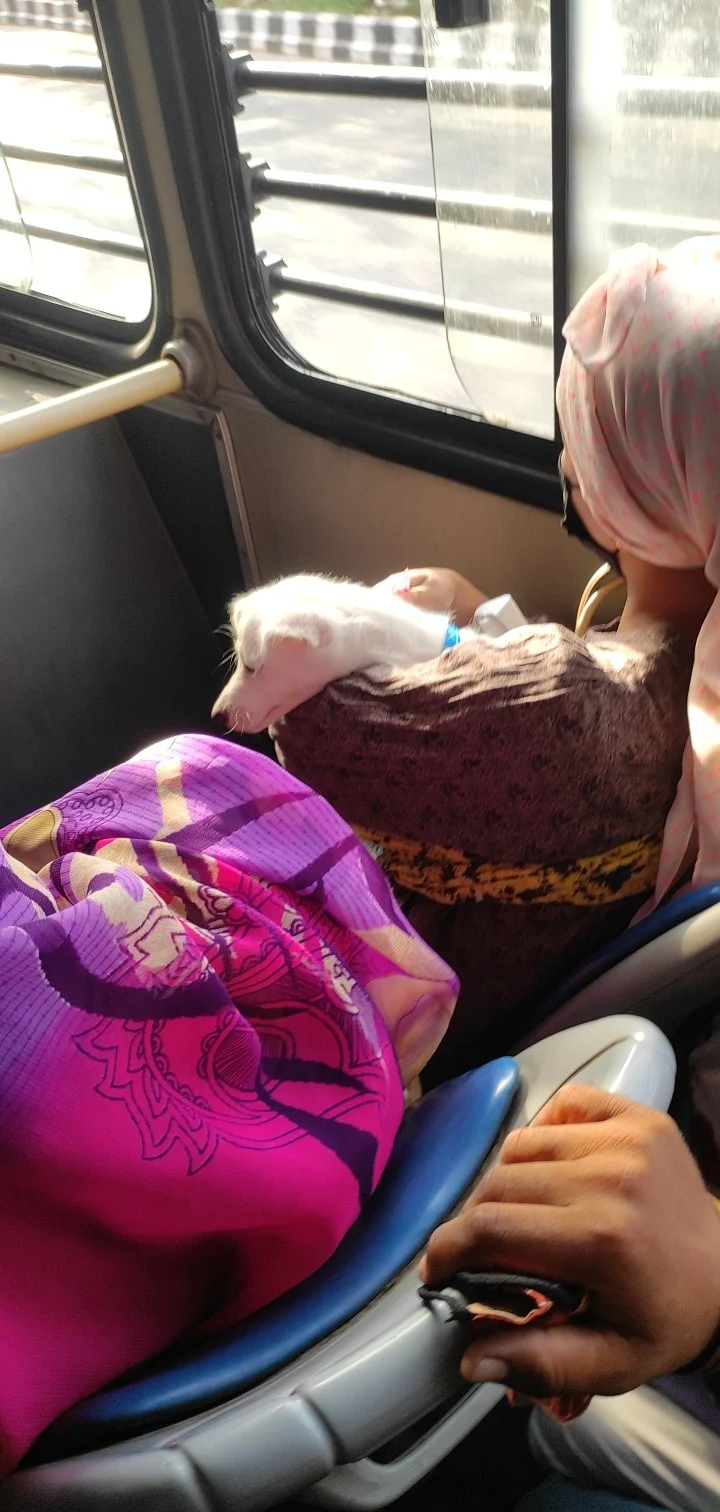 pet lover spotted in DTC bus. | Scrolller