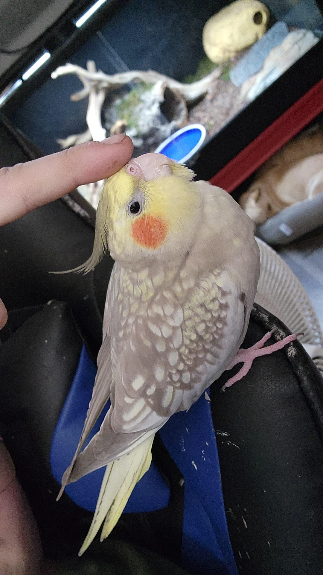 POV: You are allowed one boop. | Scrolller