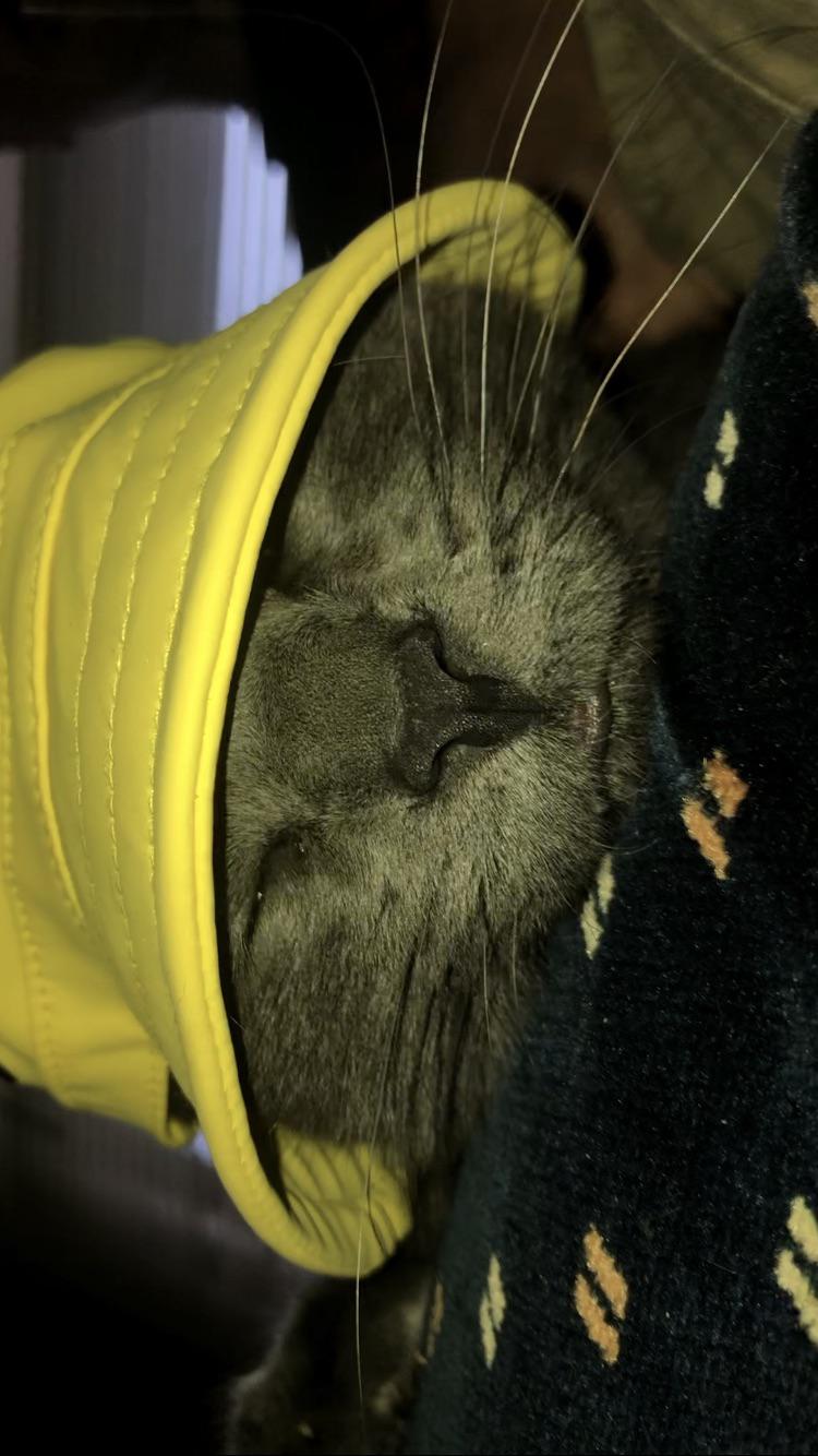 Discover more like Catpics: Stormy and Related Content | Scrolller