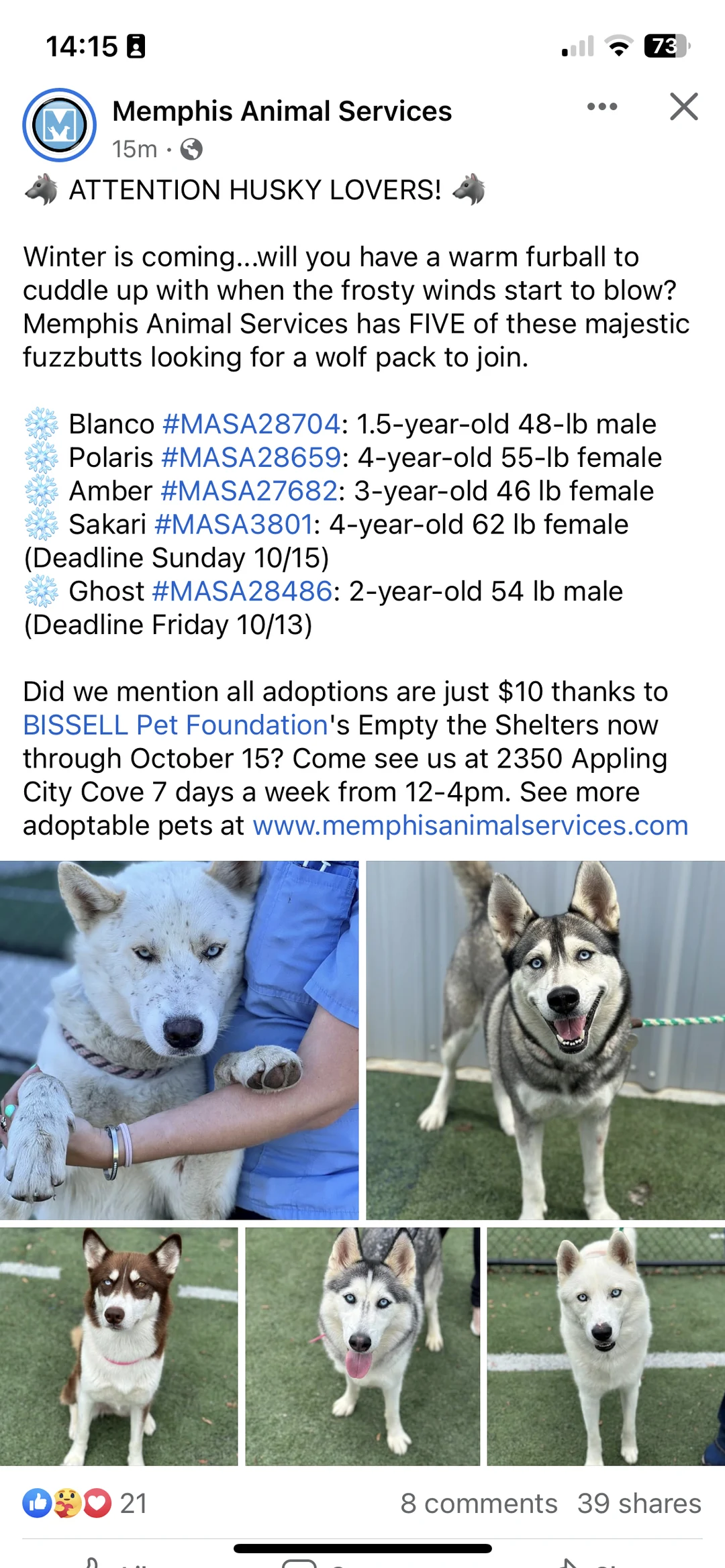 Adoptable huskies in Memphis, Tennessee! | Scrolller