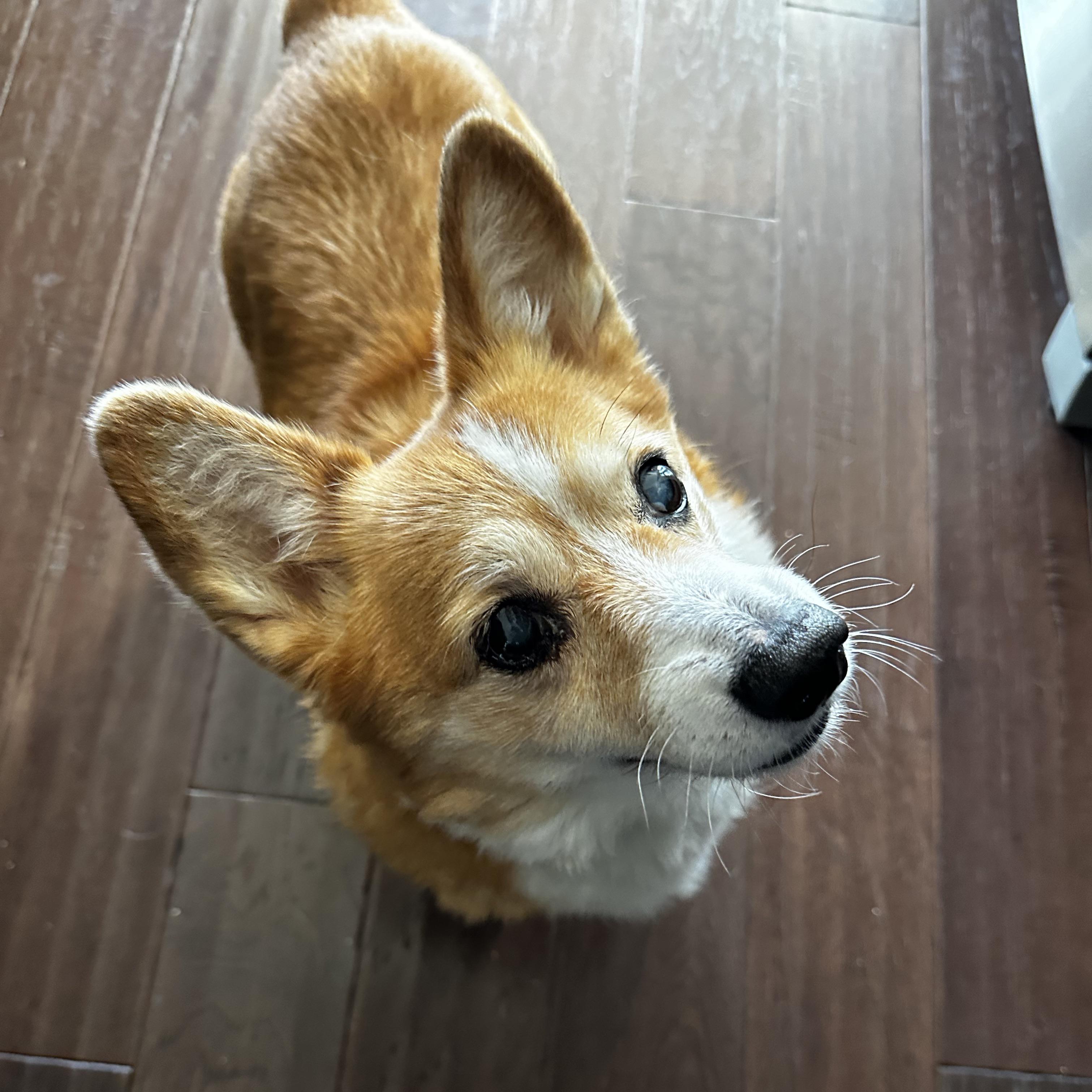 What’s your Corgi’s Super Power? | Scrolller