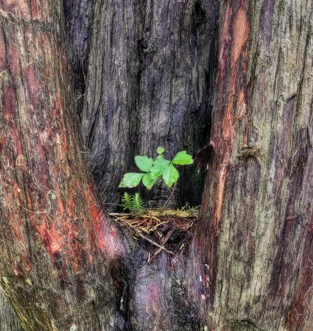 Forest for the trees | Scrolller