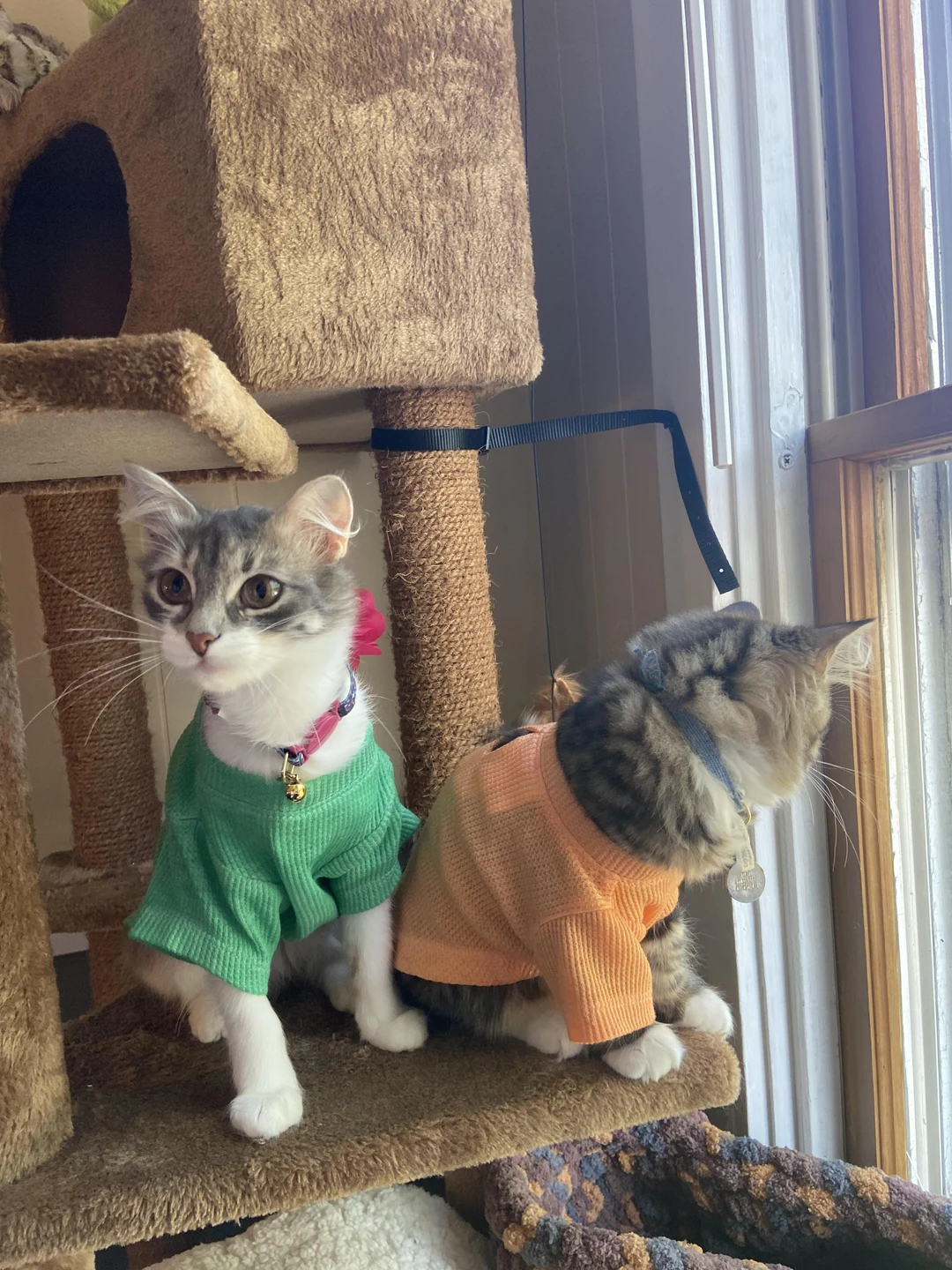 Question! | Scrolller