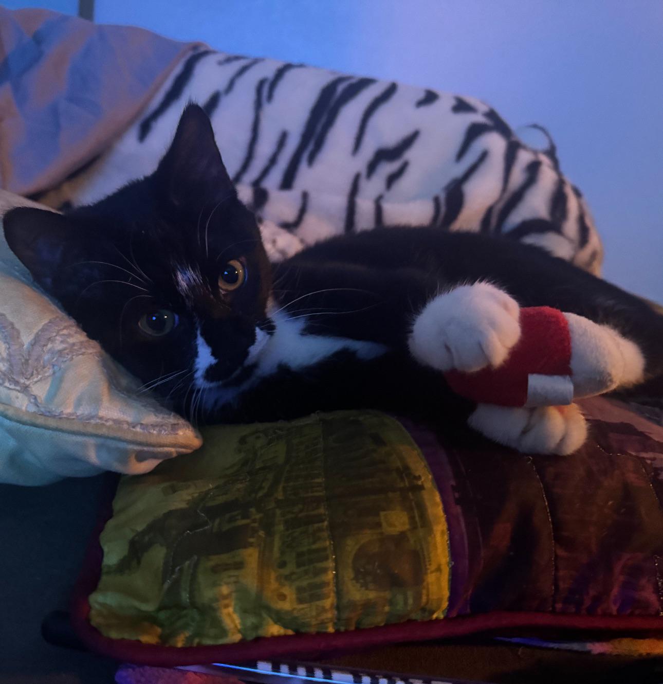 Ginny holding her stuffed mitten in her mittens. | Scrolller