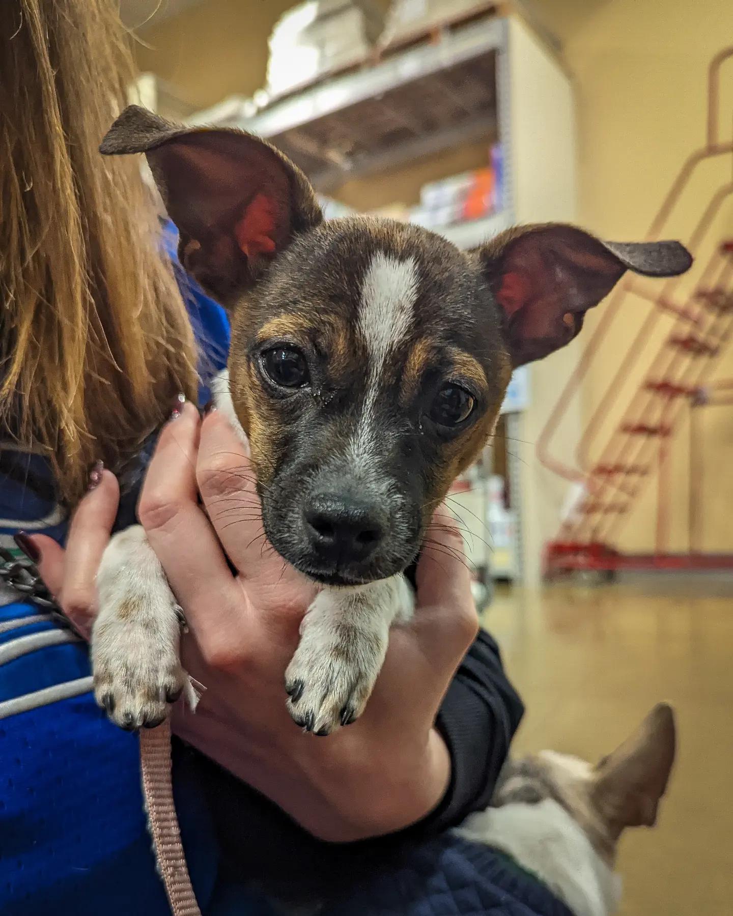 Our new pup | Scrolller