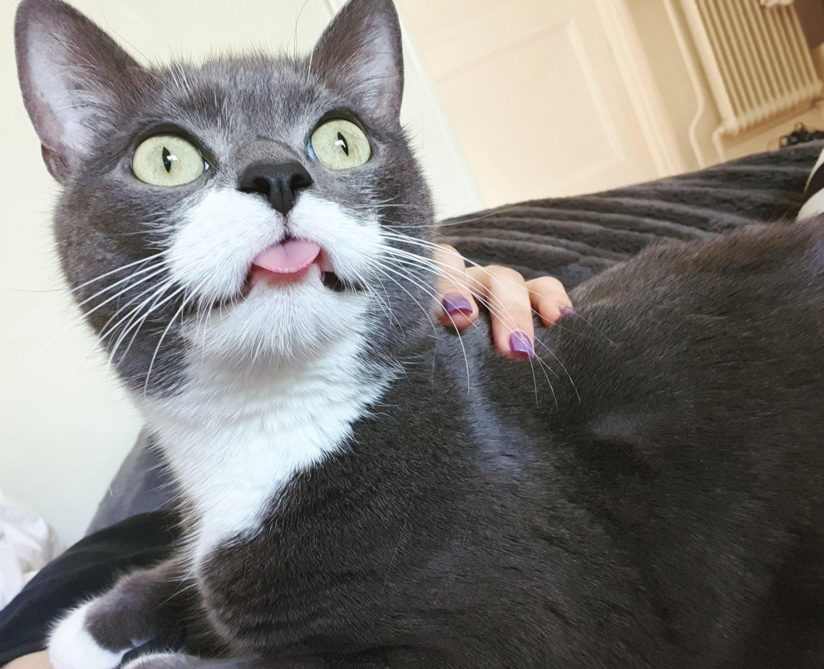 Blep 😋💜 | Scrolller