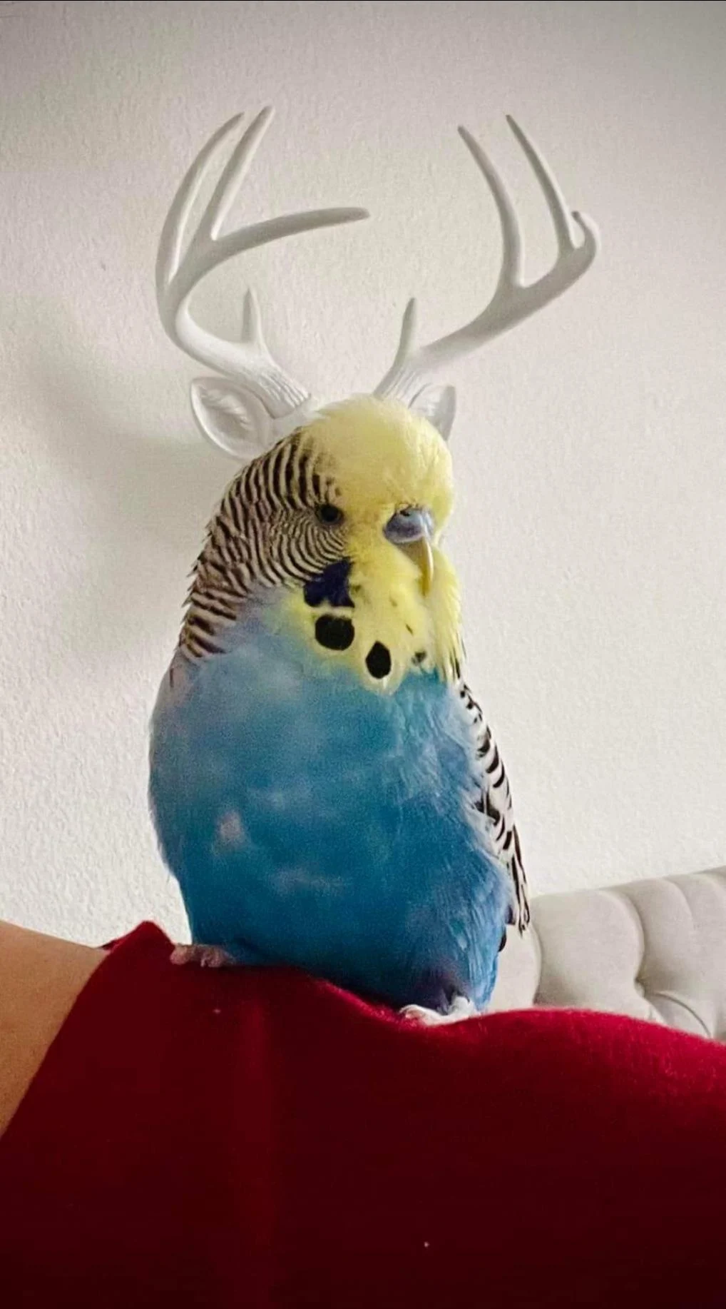 A new species of cryptid has been spotted, behold the majestic budgalope: | Scrolller