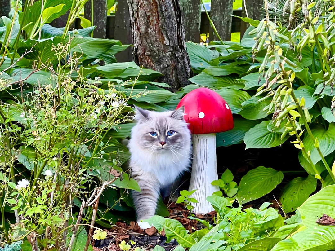 Snuck out into the garden | Scrolller