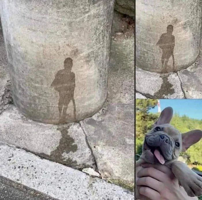 Picasso Paws | Scrolller