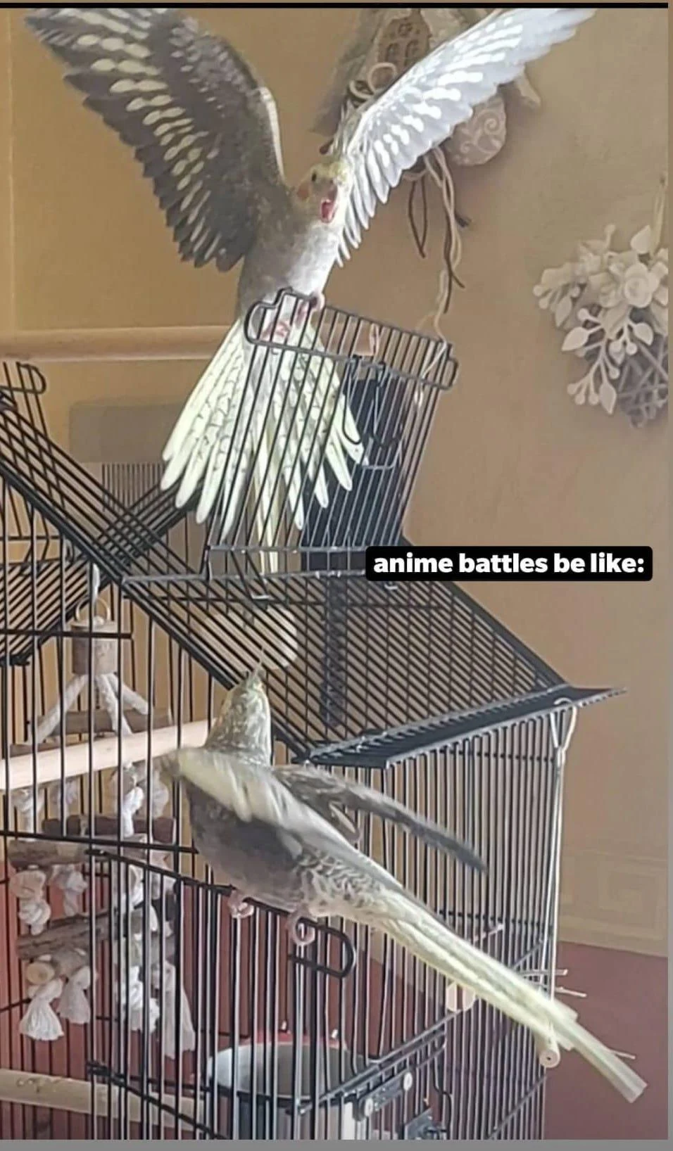 Only one shall prevail | Scrolller