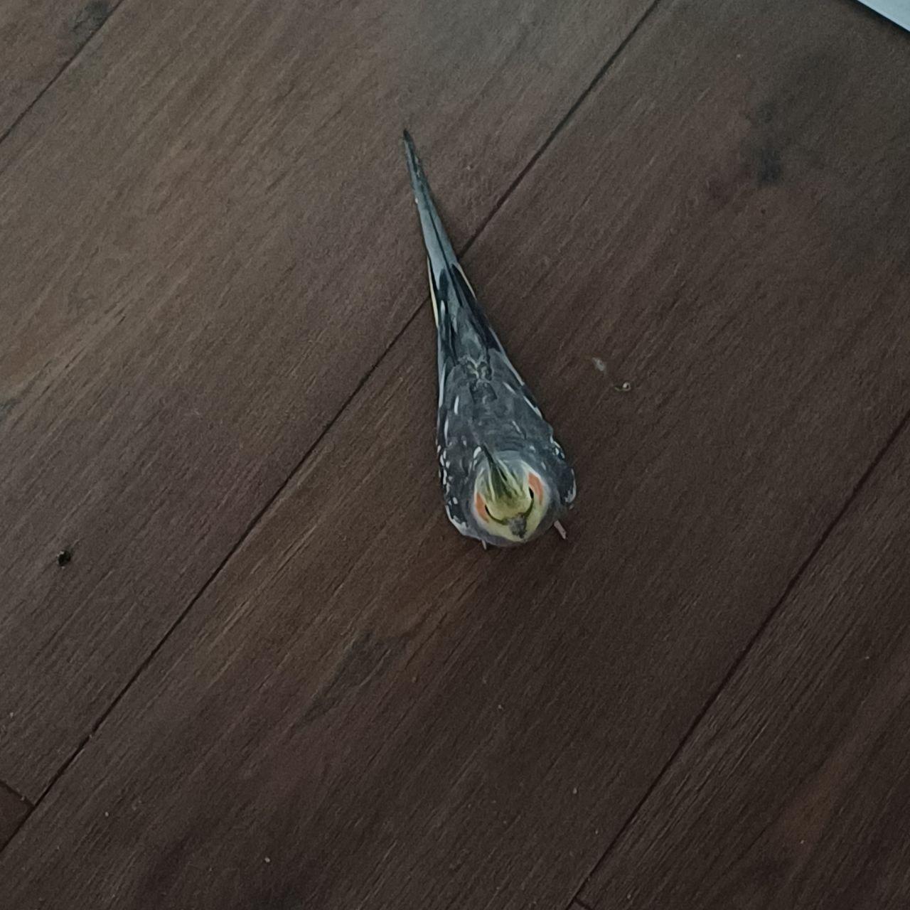 Taming problems | Scrolller