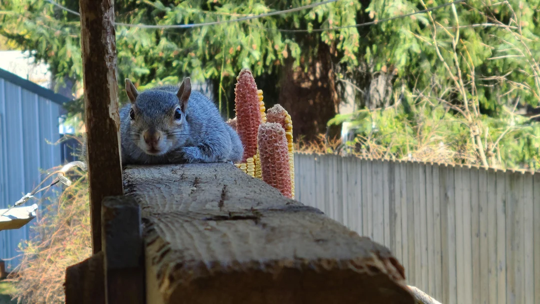 So Where's the Nuts? | Scrolller