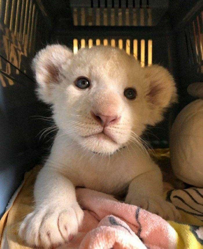 Albino simba | Scrolller