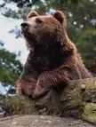 This Cute Grizzly Bear 🐻 | Scrolller