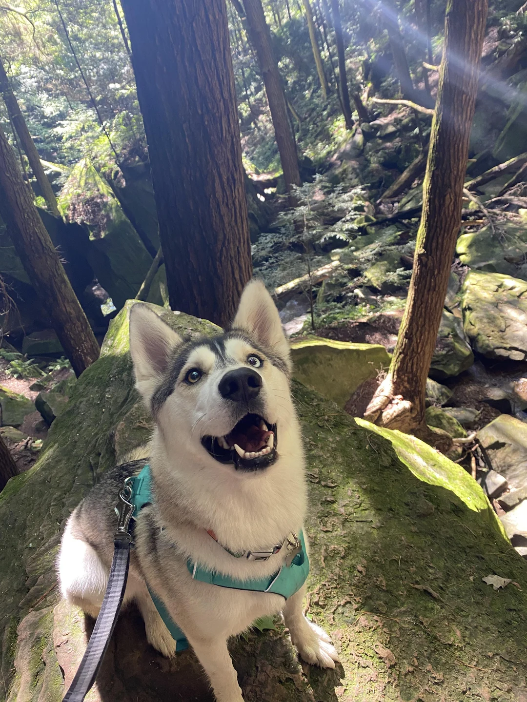 Springtime hike with Cinder | Scrolller