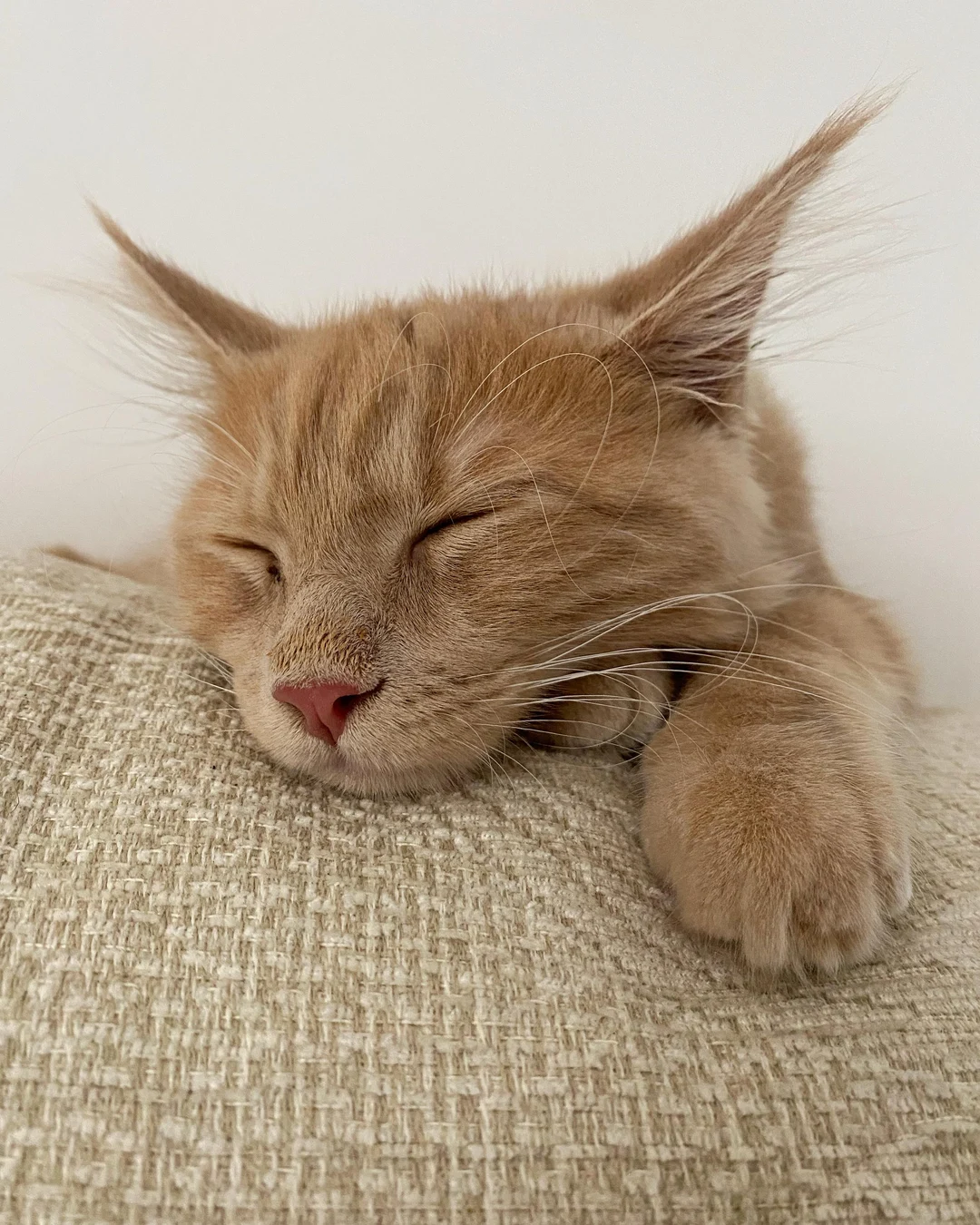 Our 4 month old baby and his giant paws 🐾 | Scrolller