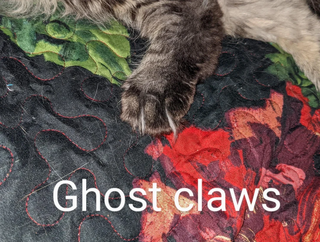 Discover more like Mainecoons: does anyone else have MC's with toe ... Discover more like Mainecoons: does anyone else have MC's with toe ...