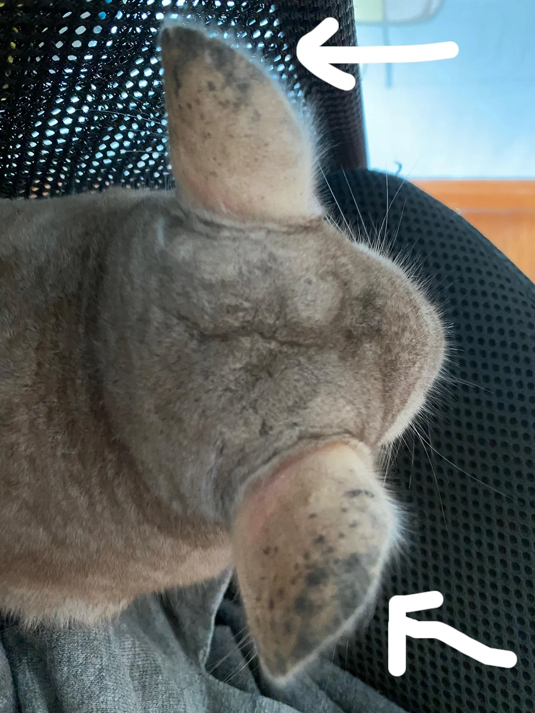 are those black spots on ear normal? | Scrolller