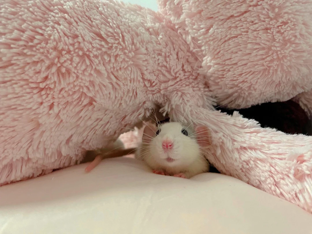 Dominant Rat? | Scrolller