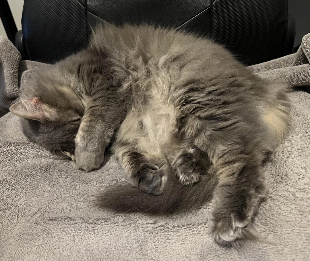 Sleepy floof | Scrolller