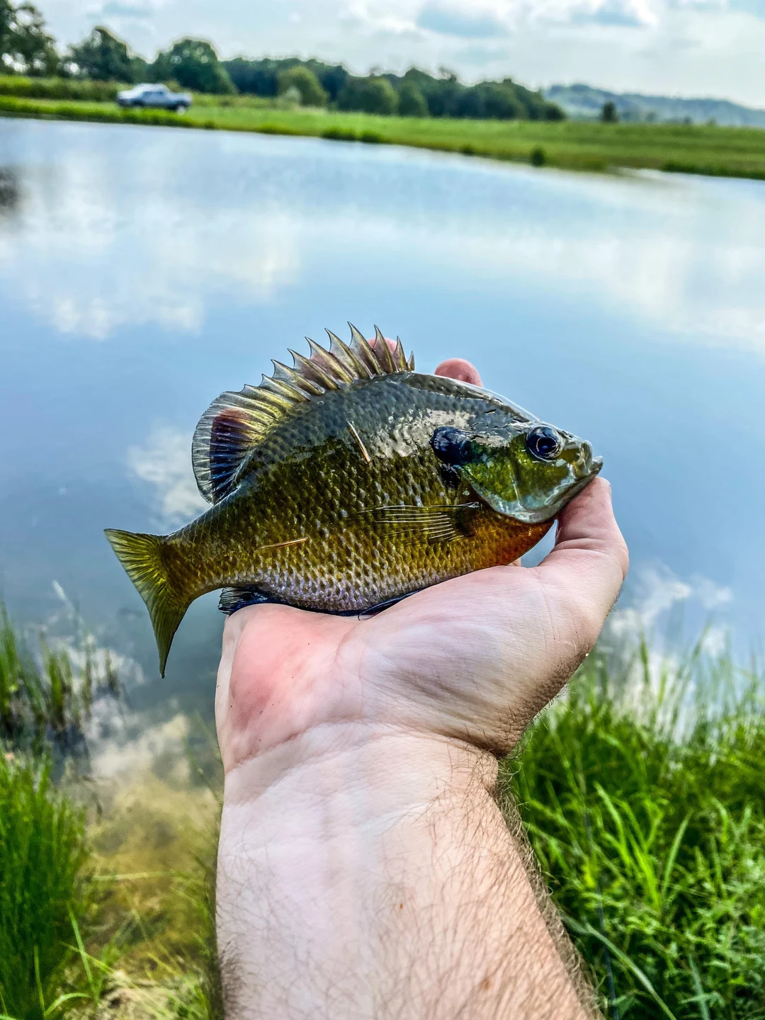 Pond Panfish | Scrolller
