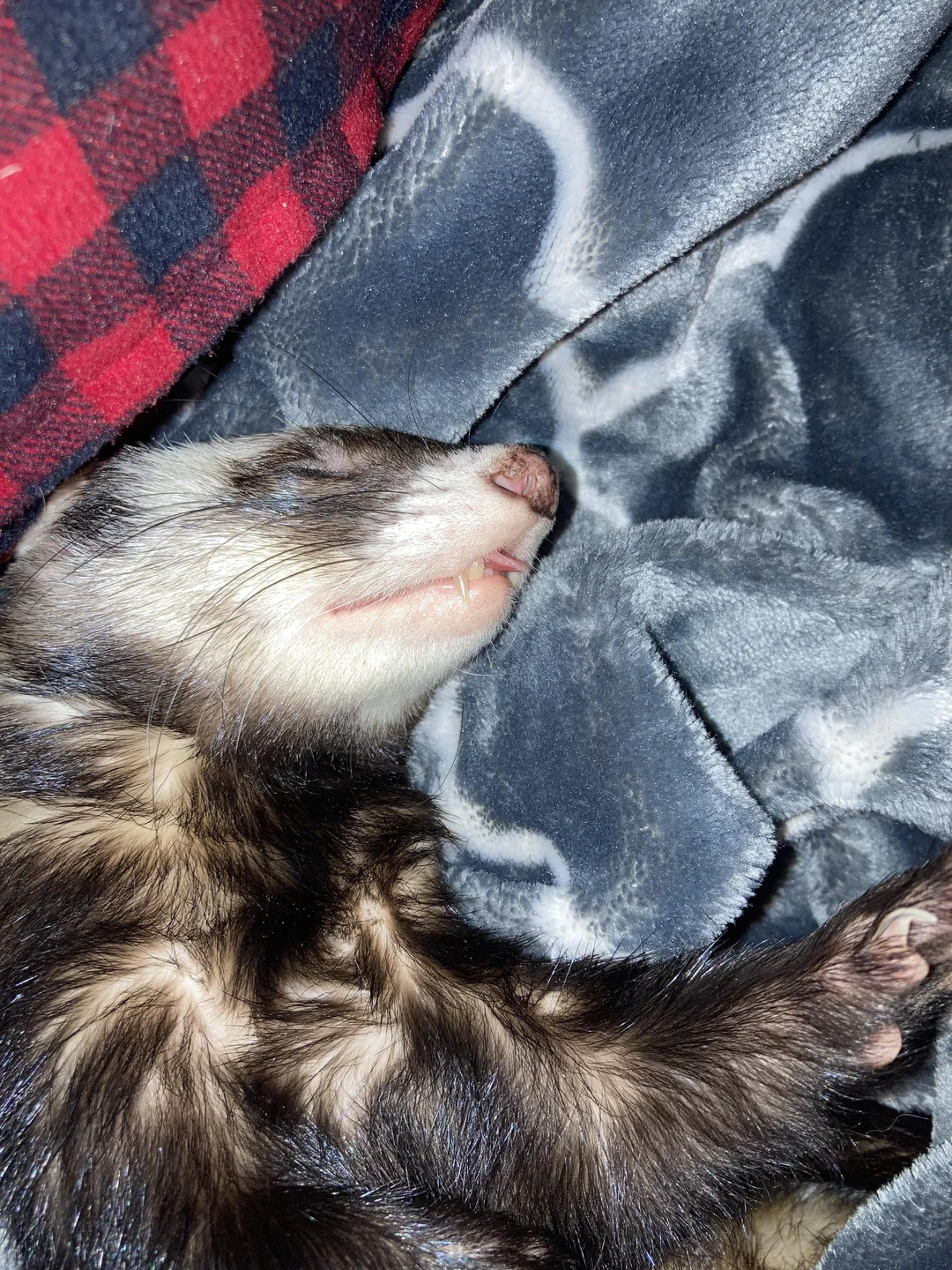 Tiny blep | Scrolller