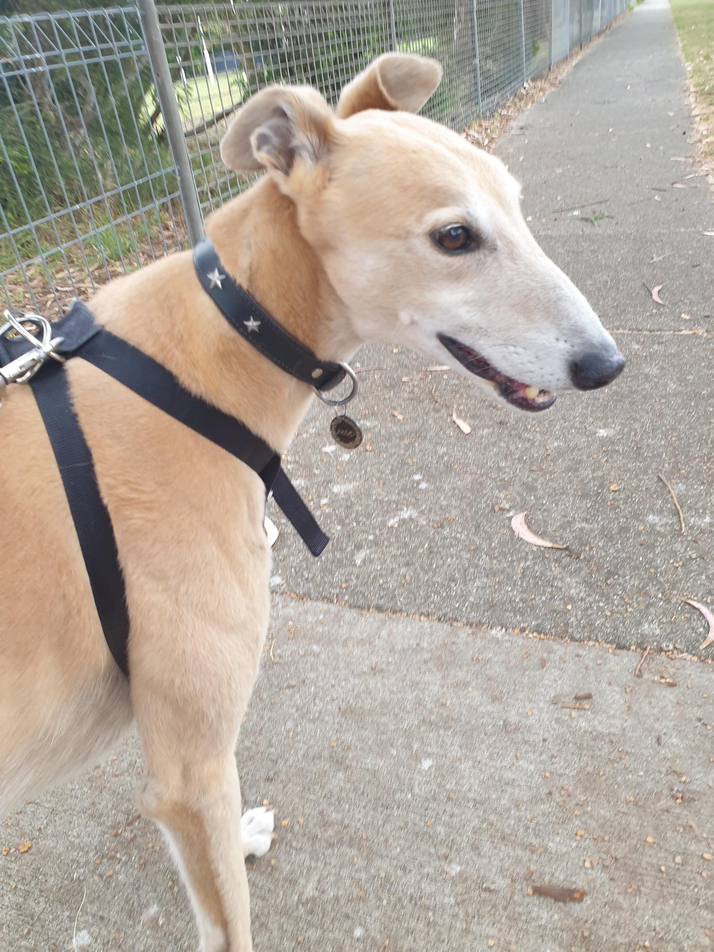 Hello this is my greyhound Milo. He has a Roman nose 🥰 | Scrolller