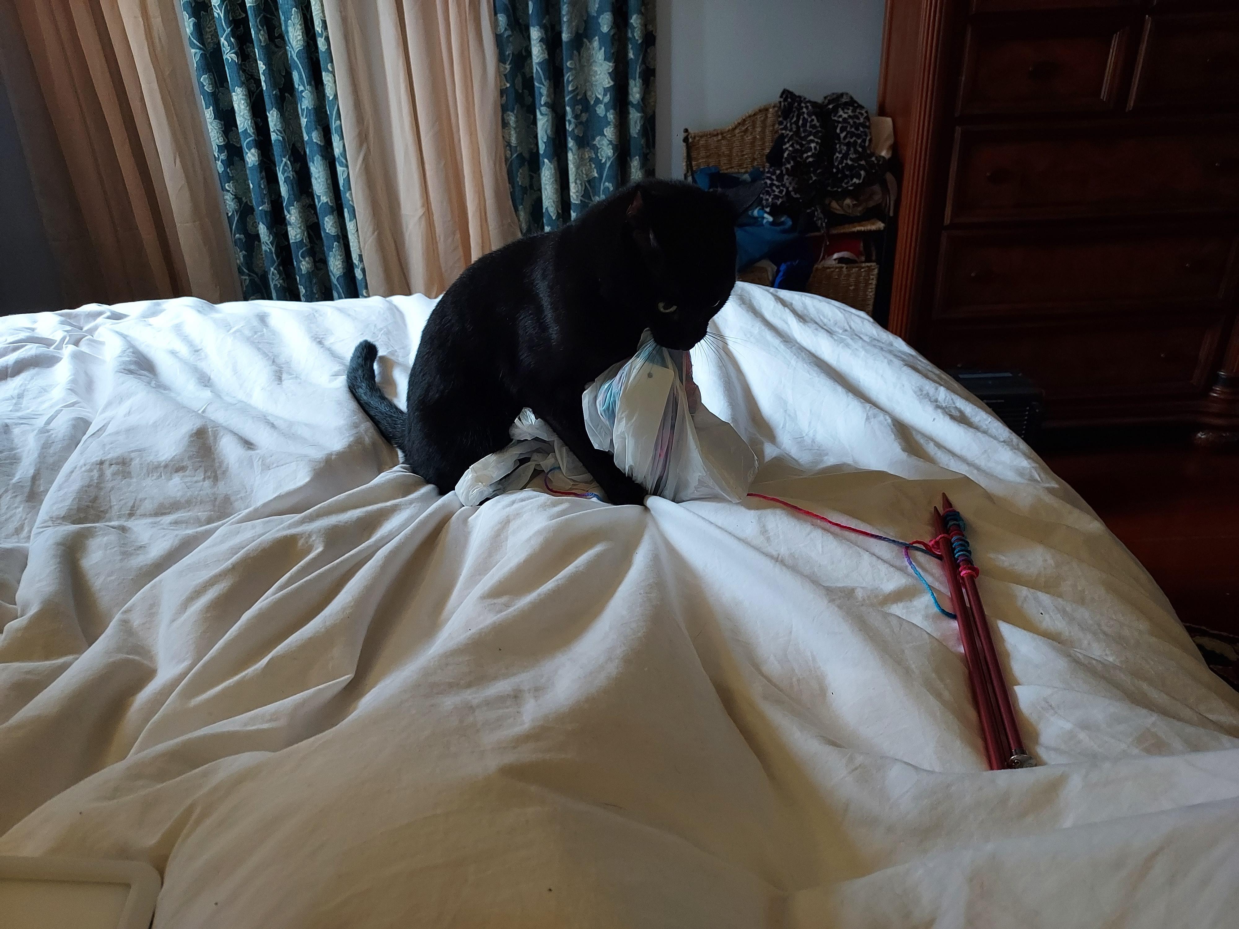 Peanut and Arthur interrupted my knitting! | Scrolller