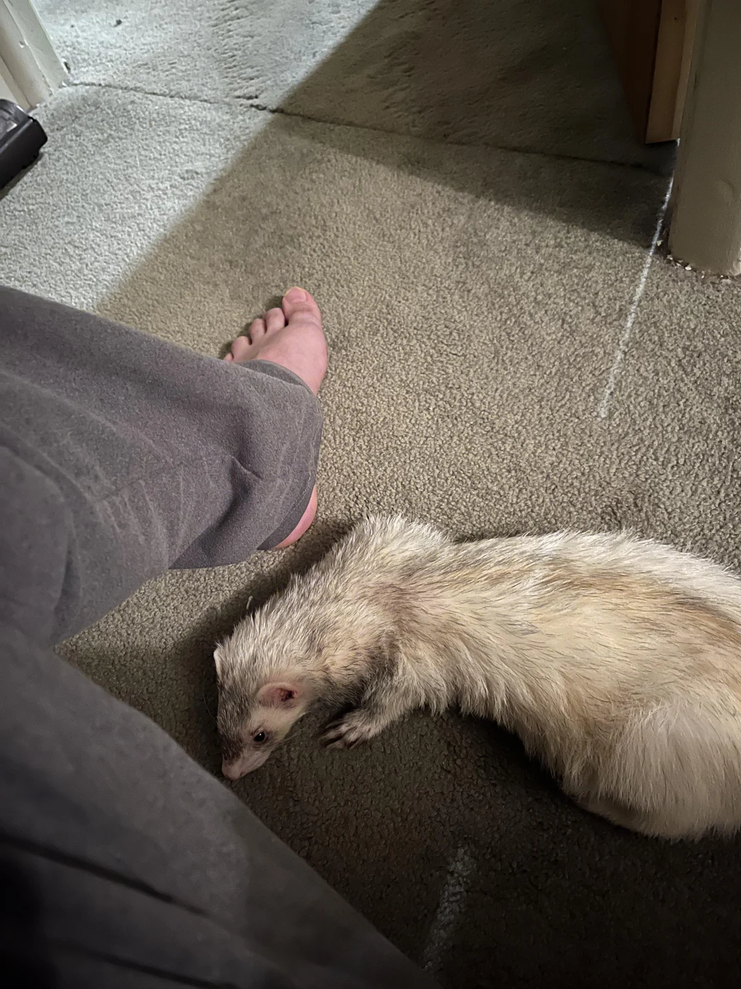 This is his version of snuggles. So I’m flattered. | Scrolller