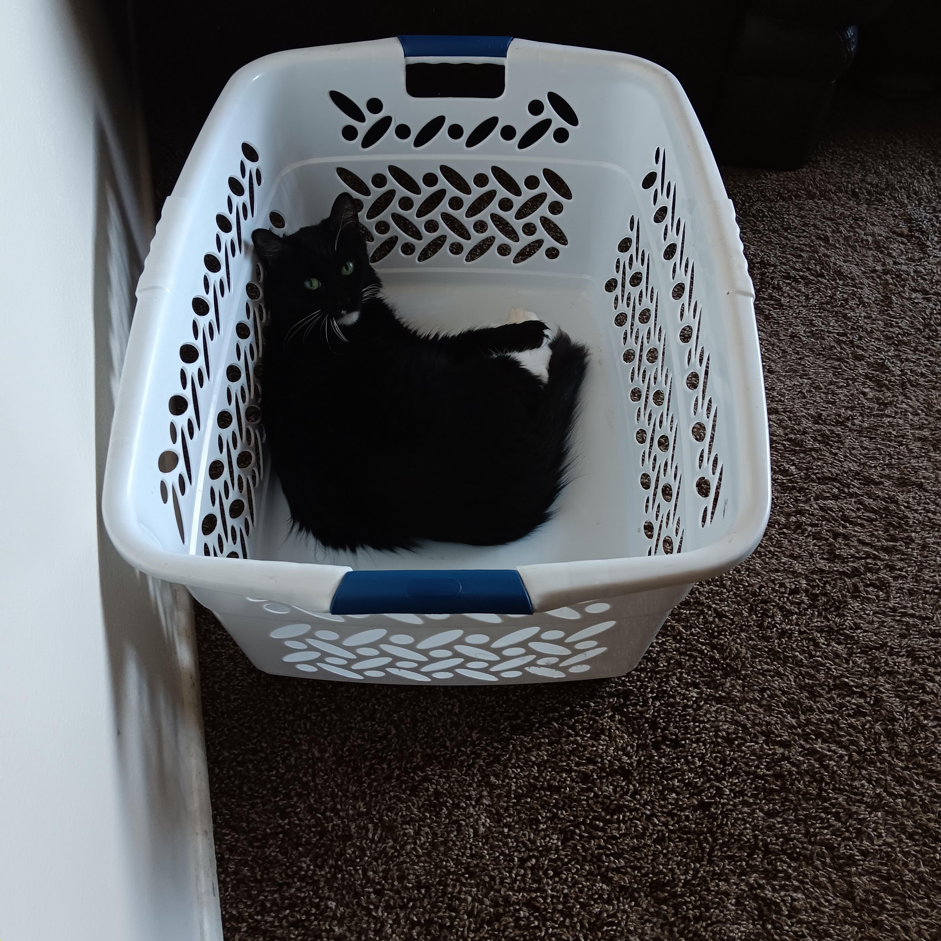 Louetta caught | Scrolller