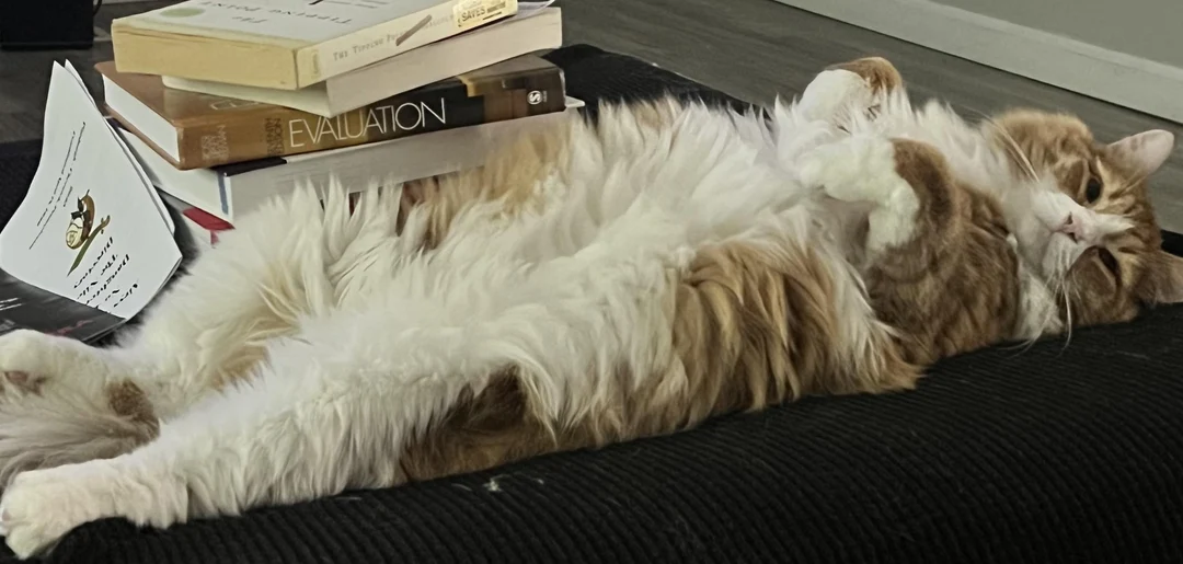 My floofy boy | Scrolller