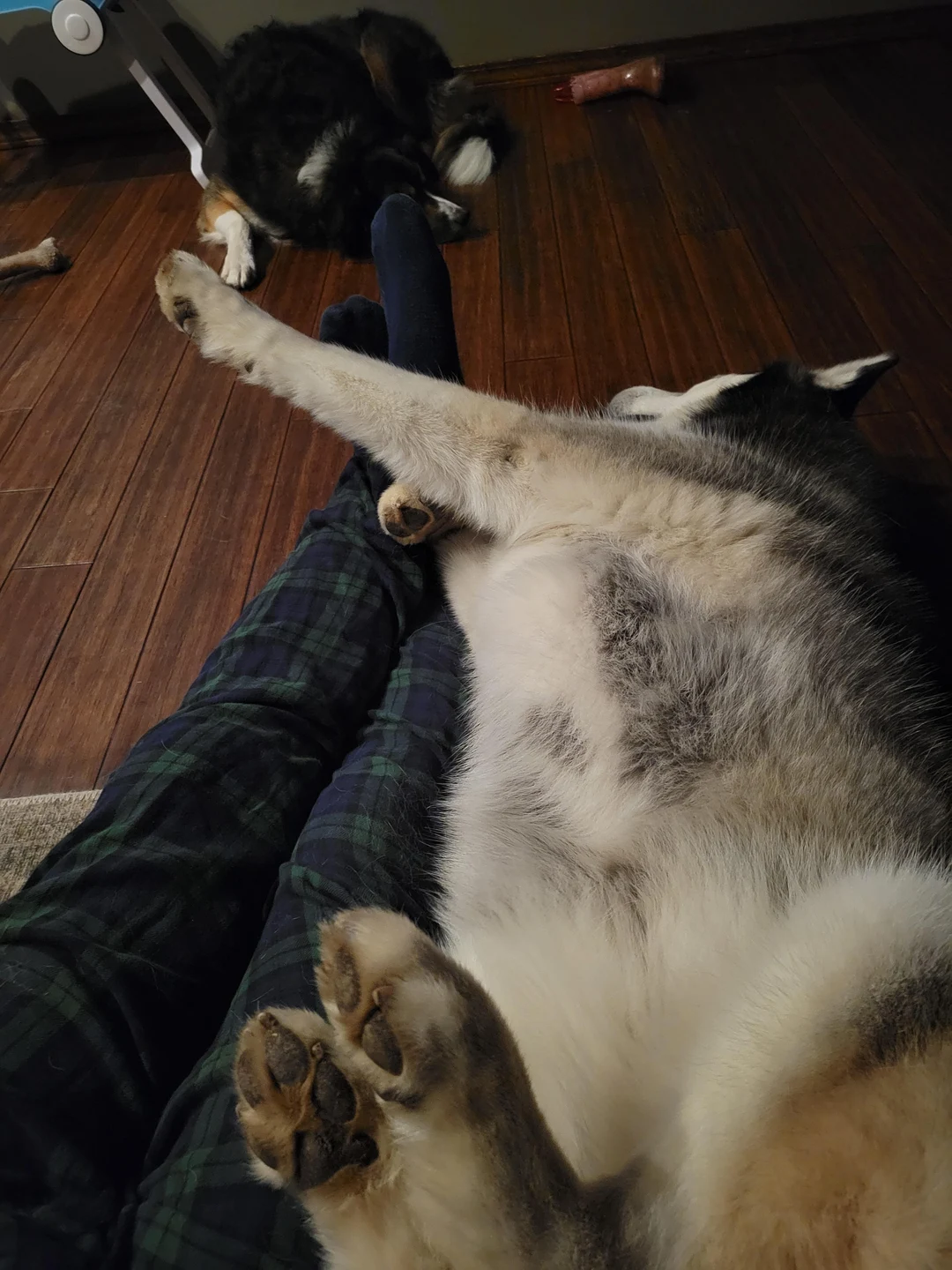 Husky Trust | Scrolller