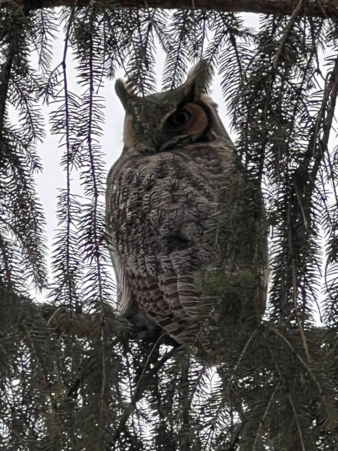 Owl chilling in my pine tree chicago suburbs. | Scrolller