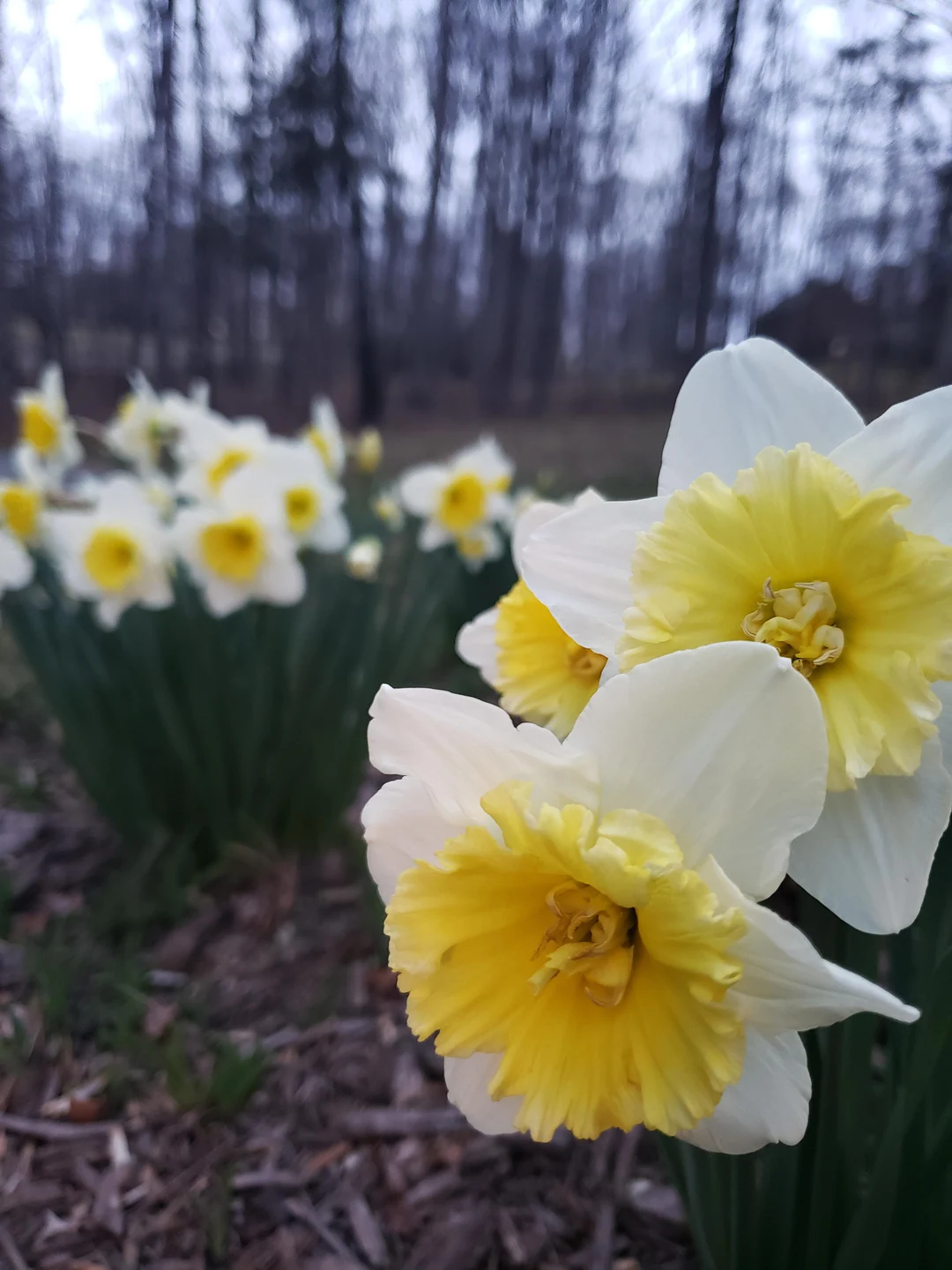 The daffodils are blooming! | Scrolller