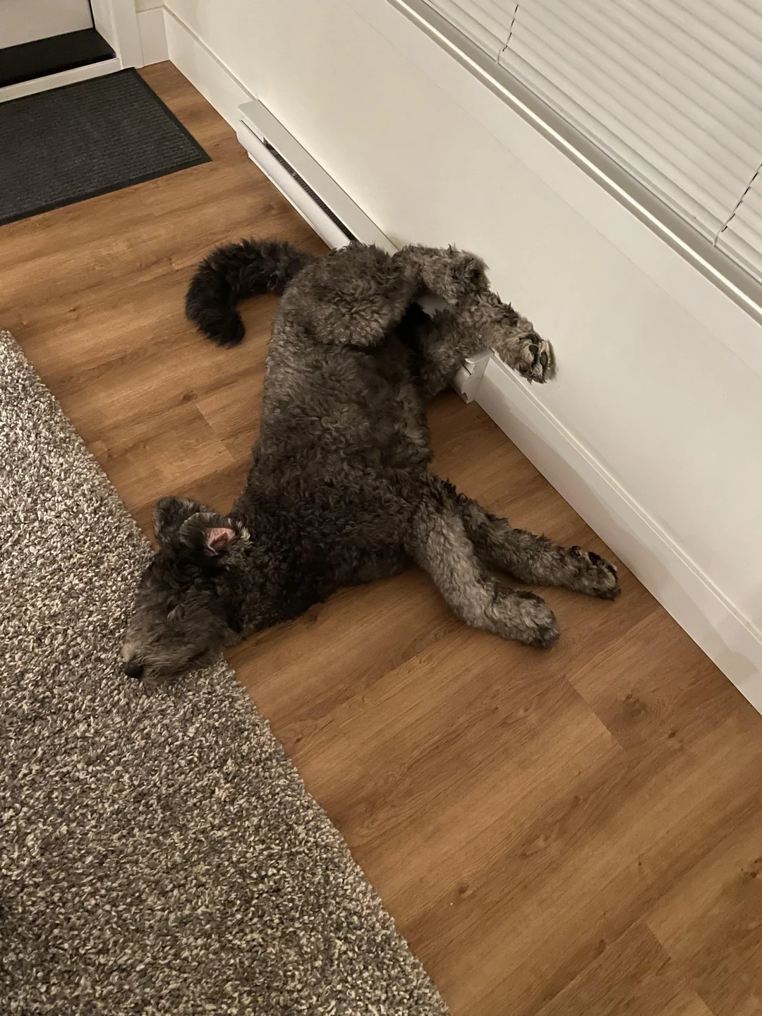 How is this comfortable? | Scrolller