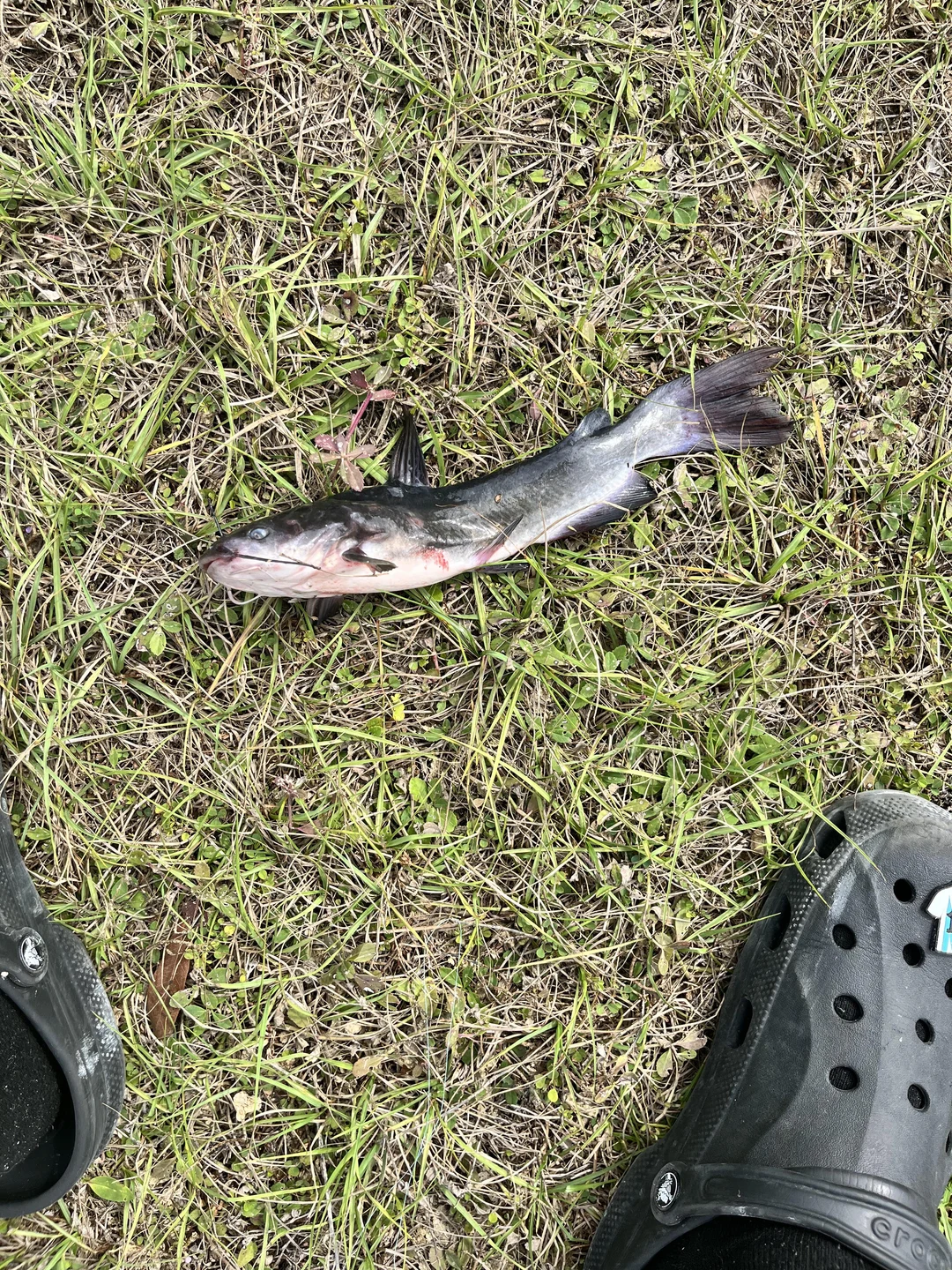 Identification | Scrolller