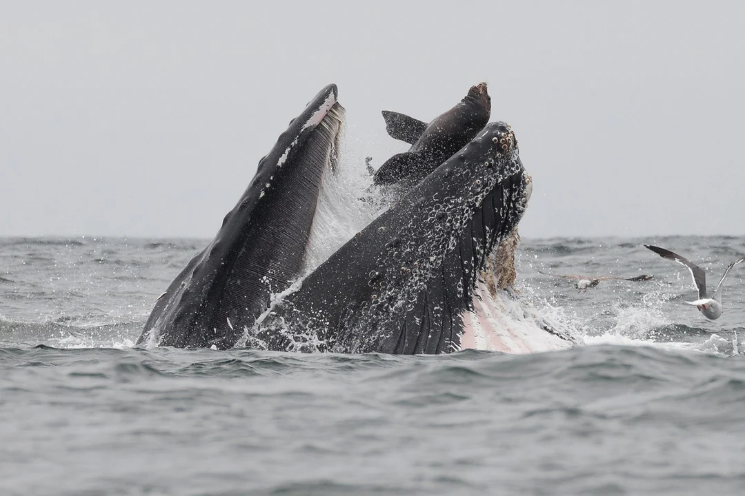 Humpback whale | Scrolller