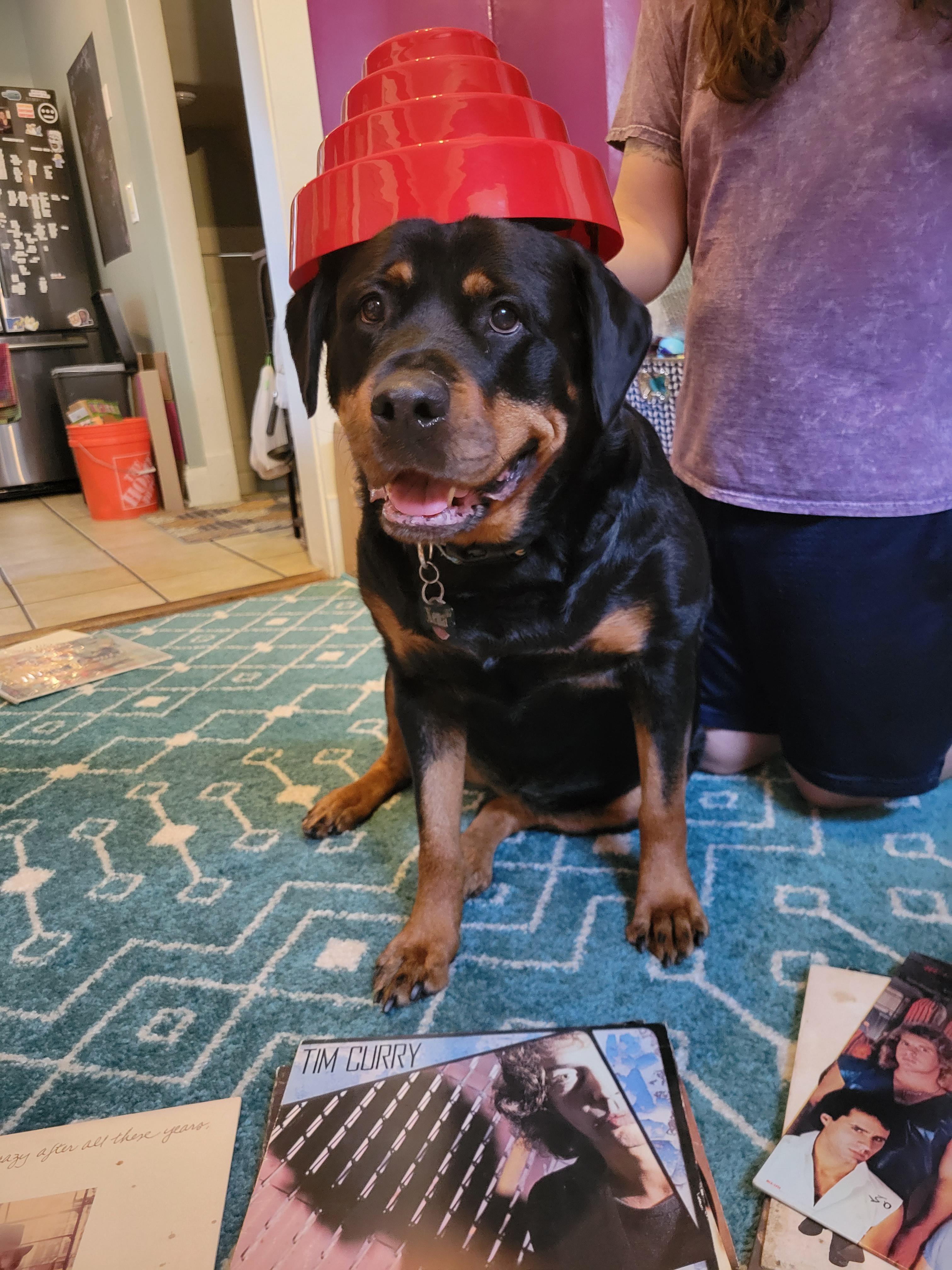 She is dog. She is DEVO! | Scrolller