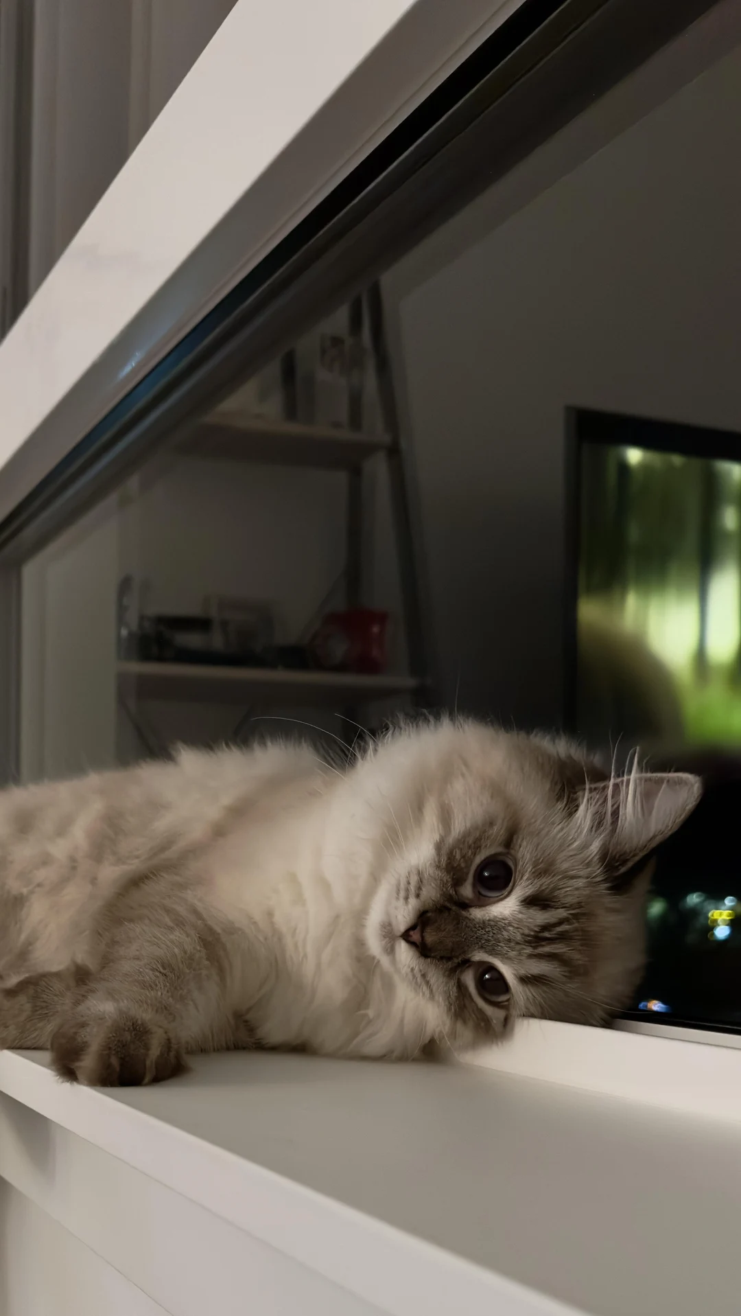 My Sib is a Model | Scrolller