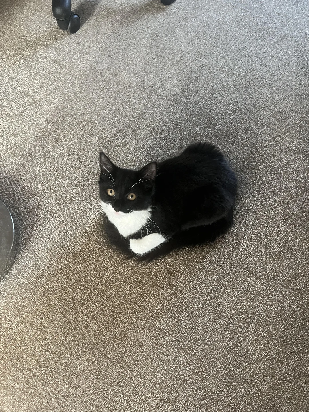 Smol loaf | Scrolller