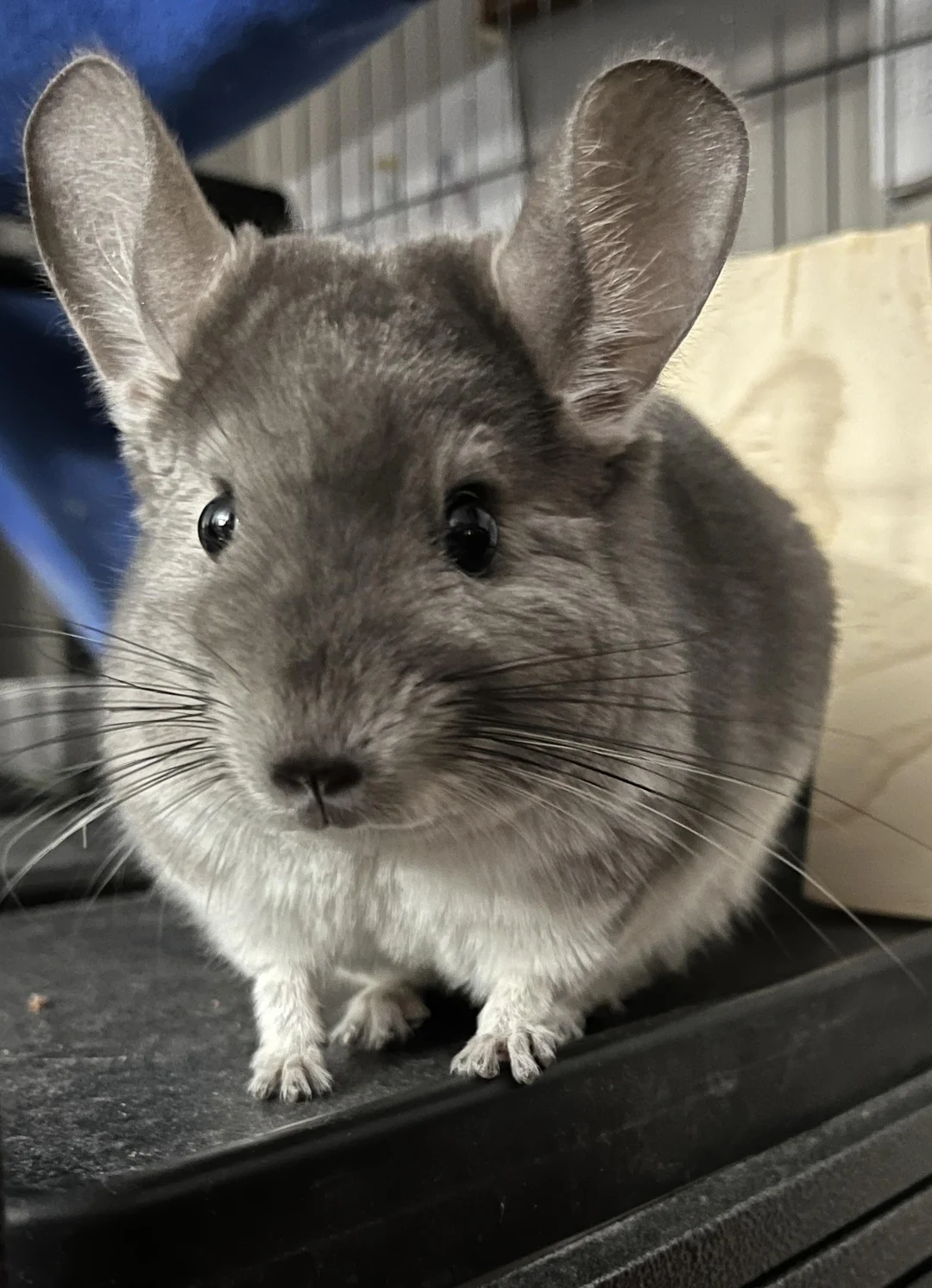 Playtime | Scrolller