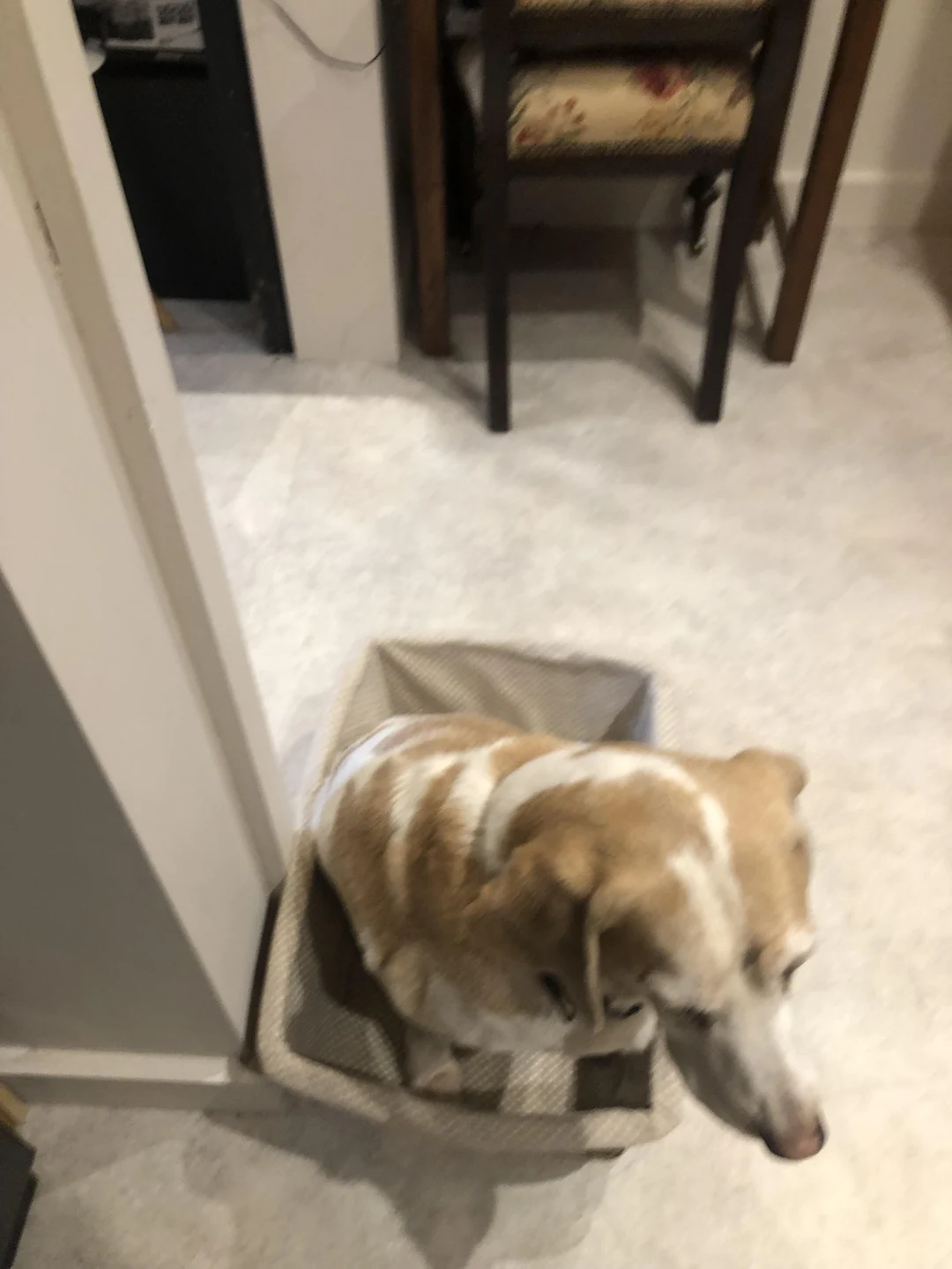 Doggo in a basket | Scrolller