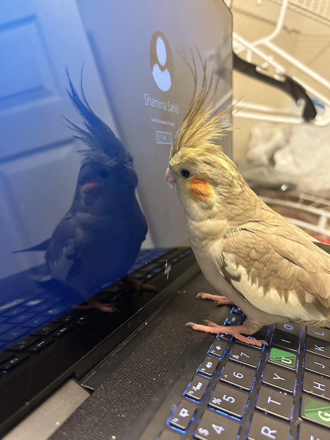 🎶When will my reflection show the birb I am insidee 🎶 | Scrolller