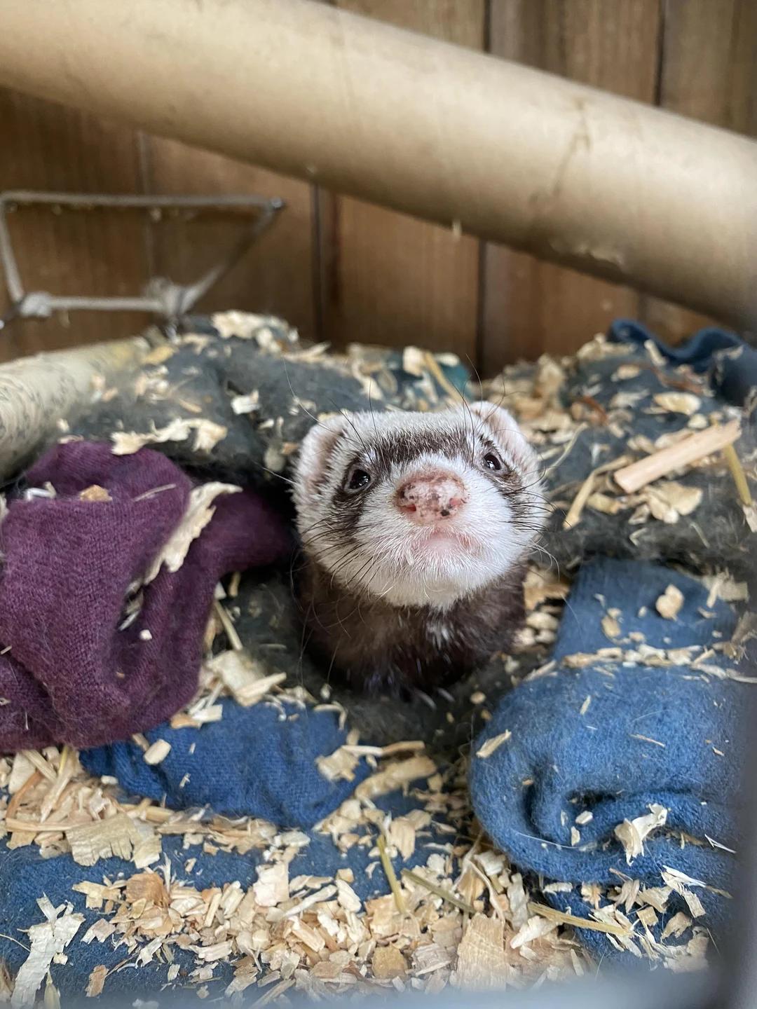 For new ferret owners, old woollen beanies are the way to go when it comes to bedding. | Scrolller