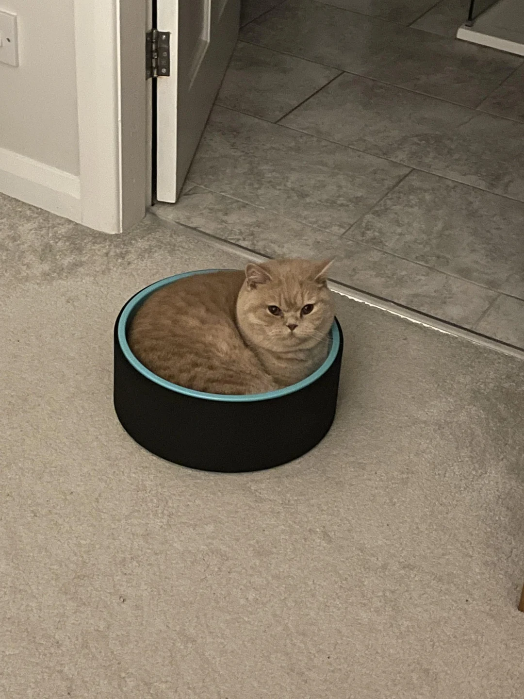 How is he comfortable? | Scrolller