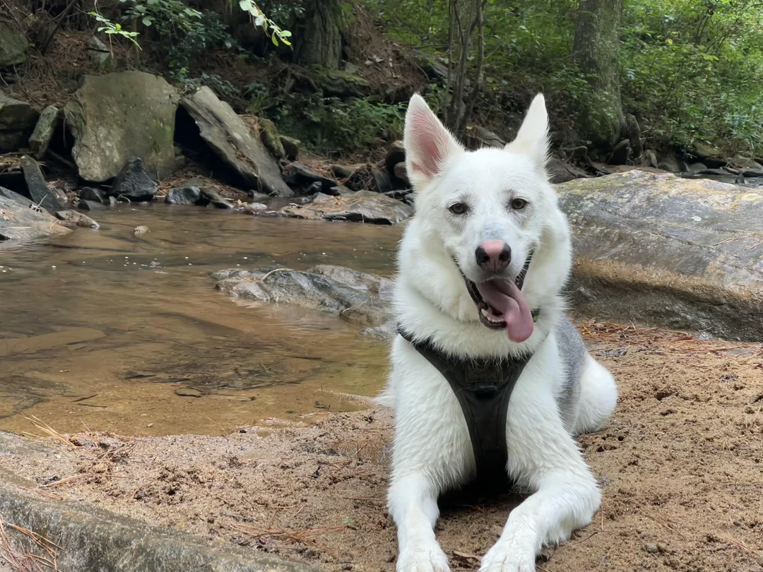 Banned breed | Scrolller