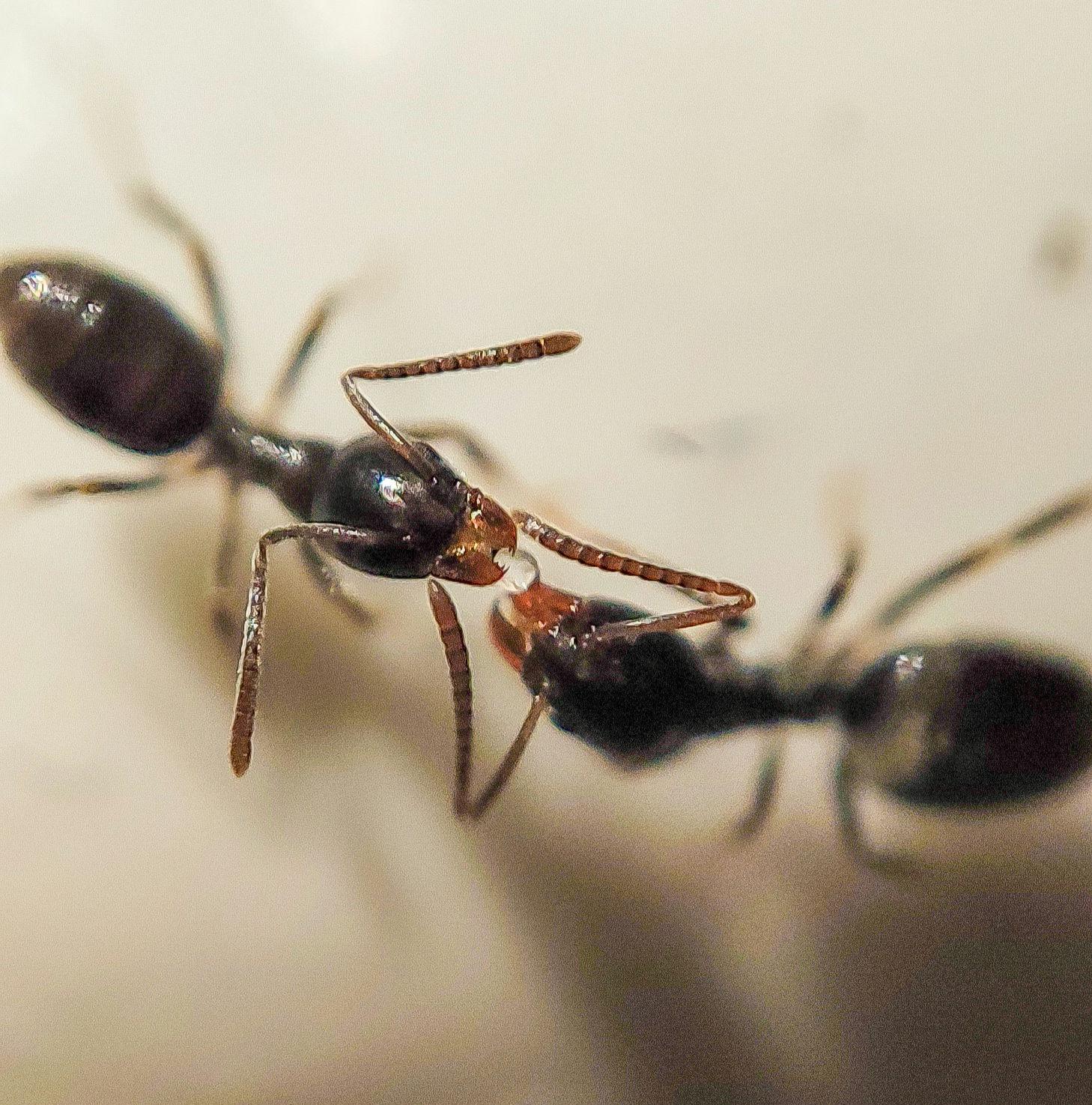 Ants in my bathroom feeding each other | Scrolller